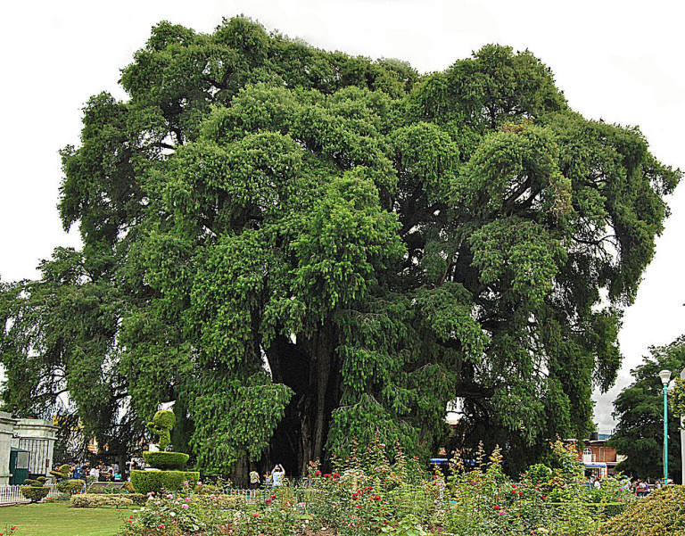 ¿Cuál es el árbol más mexicano de todos? - Más de México