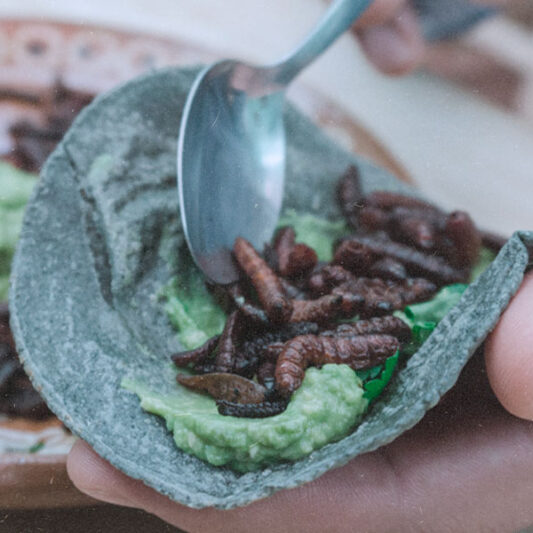 10 Deliciosos Insectos Que Puedes Comer En Mxico Tuul