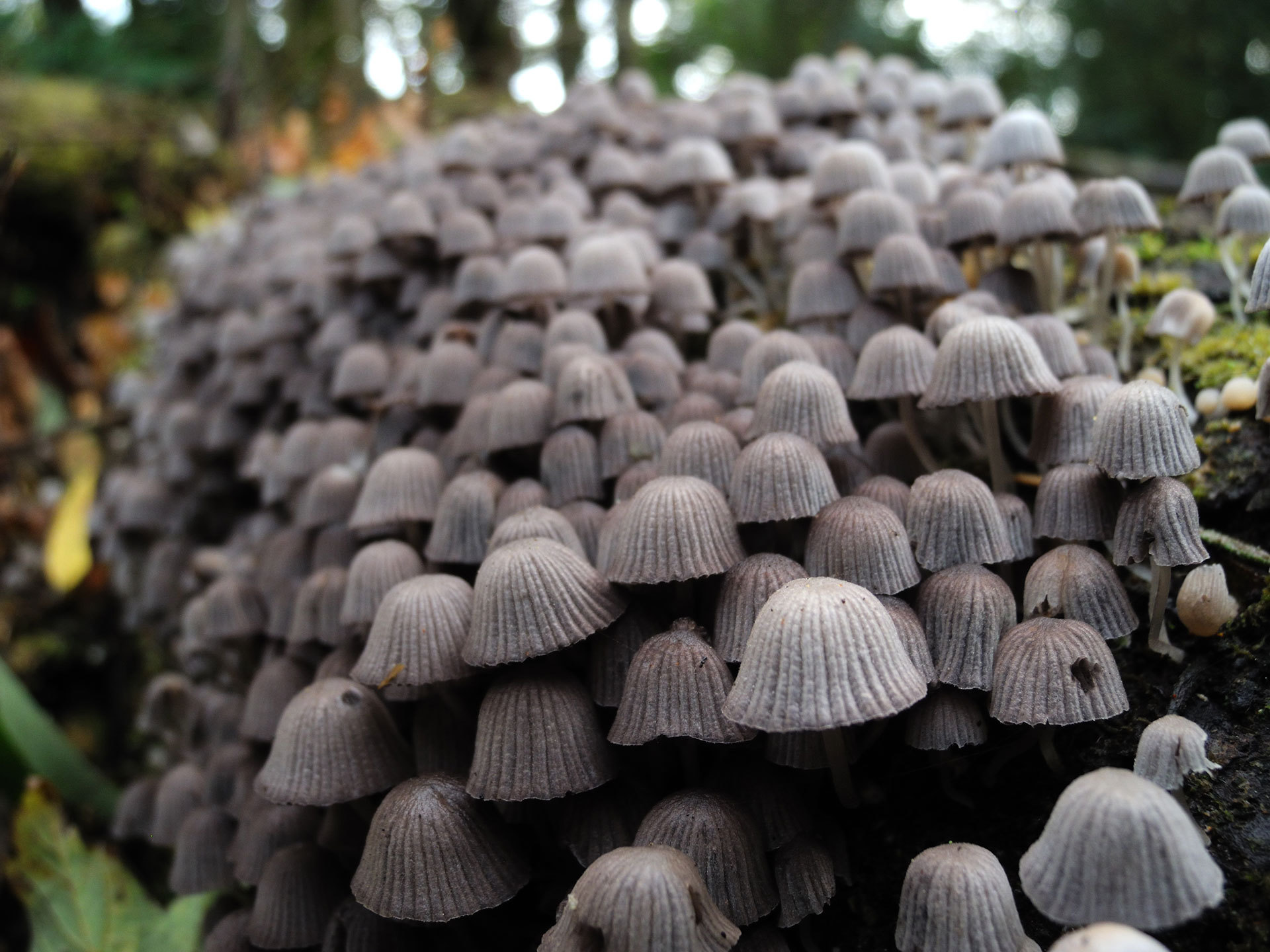 ¿Cómo usaban los mayas los hongos en su medicina?