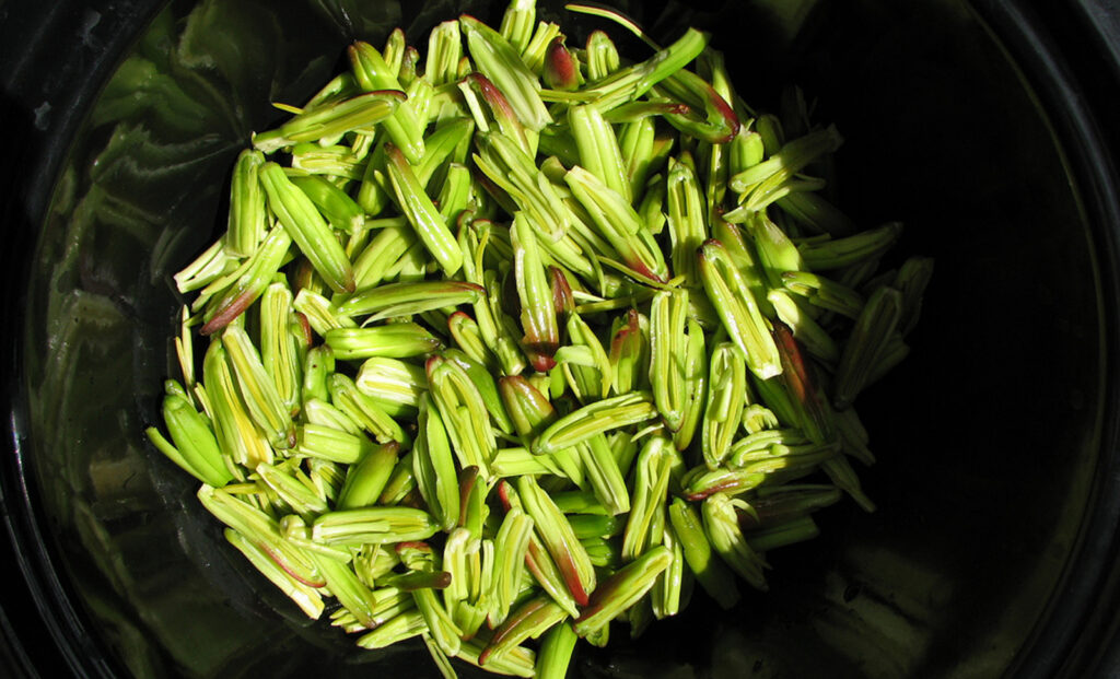 Receta: Tortitas de flor de maguey – Más de México