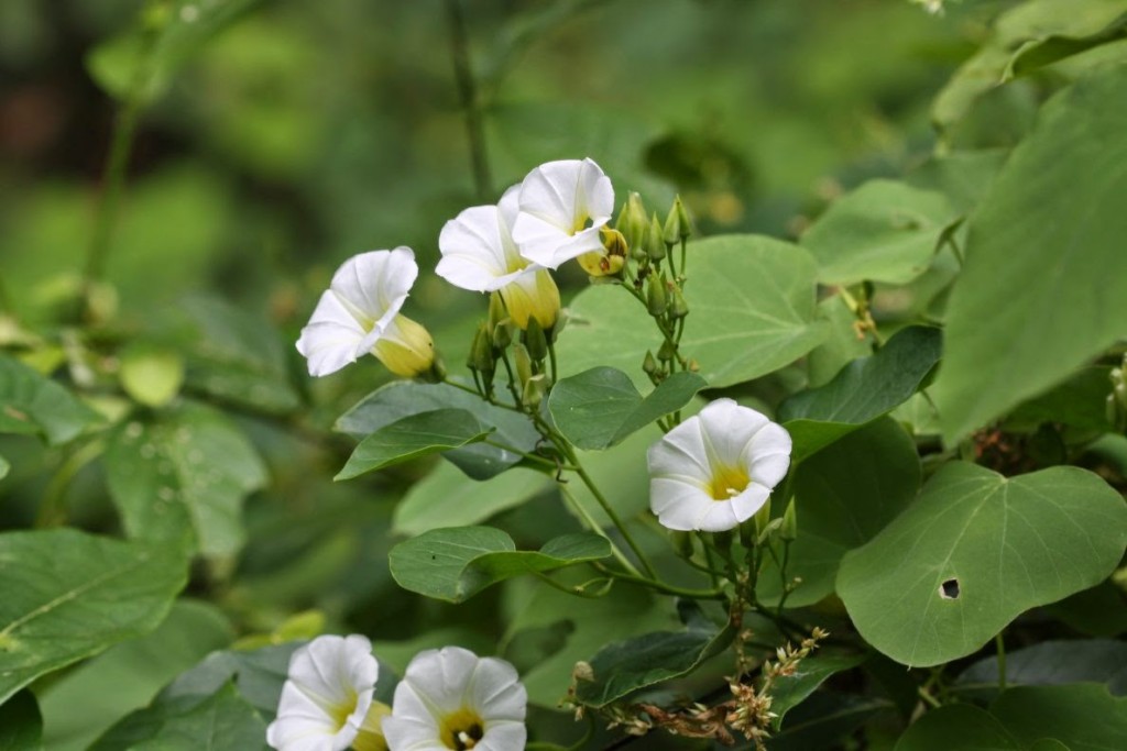 10 plantas de poder mexicanas - Más de México