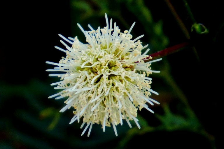 Recetas prehispánicas exóticas: Salsa de flor de guaje - Más de México