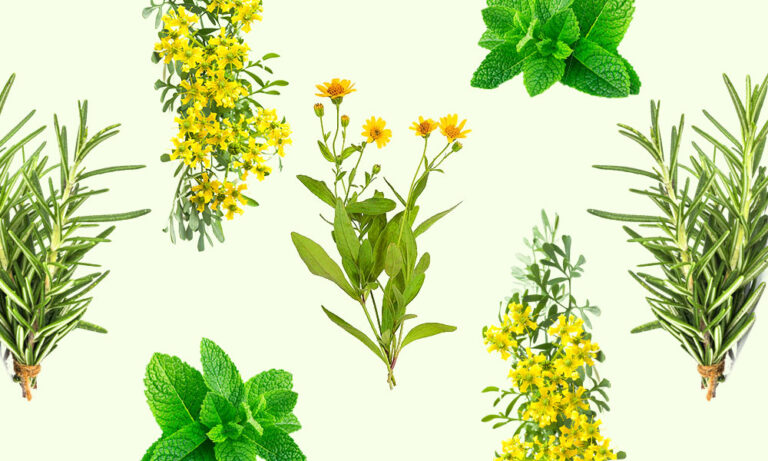 Guía práctica de plantas medicinales mexicanas - Más de México Guía práctica de plantas medicinales mexicanas - Más de México