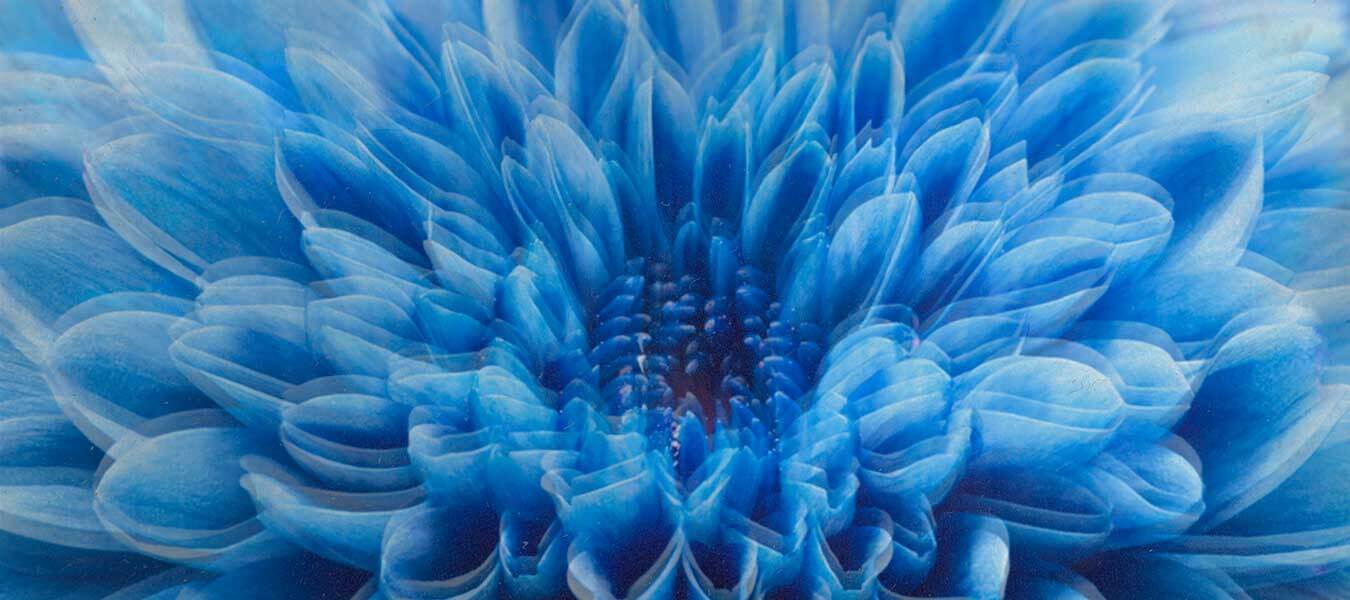 ¿Por qué te conviene comer la flor dalia? - Más de México