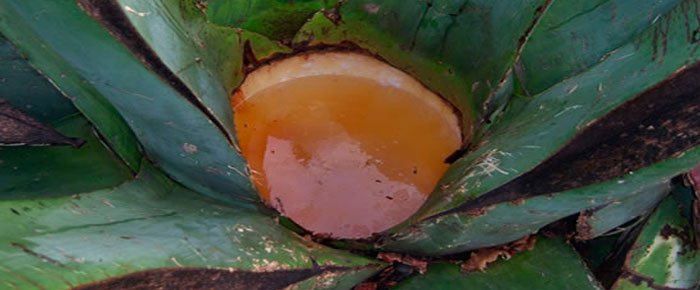 Recetas prehispánicas: atole de aguamiel - Más de México