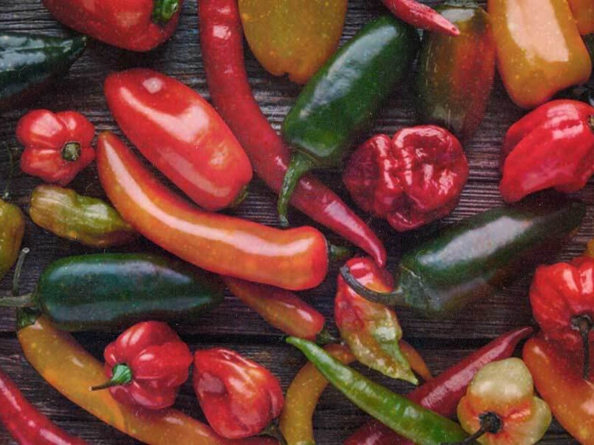 Tipos De Chiles Mexicanos De Chiles Frescos A Secos: Descubre La
