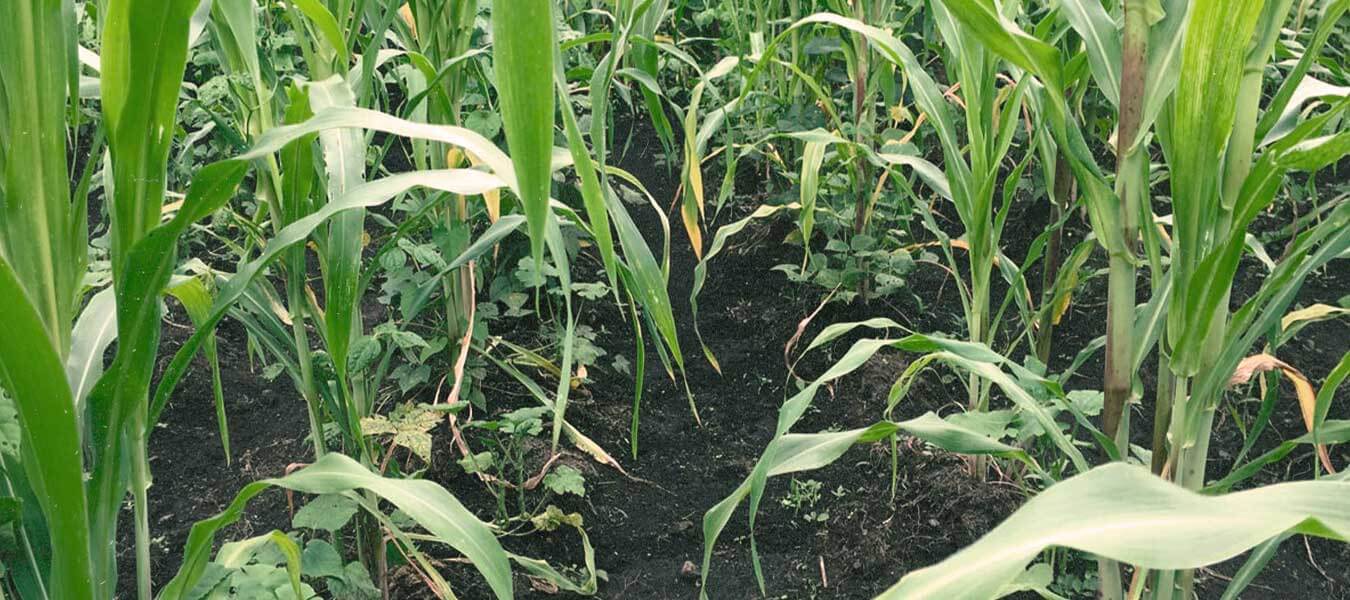 La milpa, el generoso microcosmos que sostiene a México - Más de México