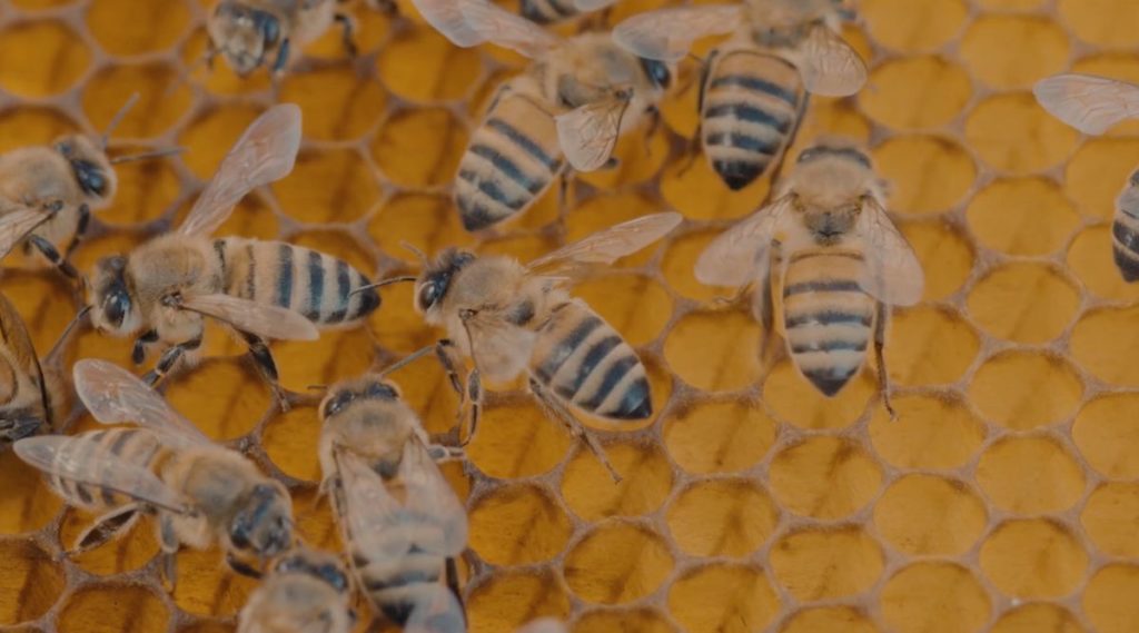 Íntimo y espectacular retrato de las abejas mexicanas (VIDEO) - Más de ...