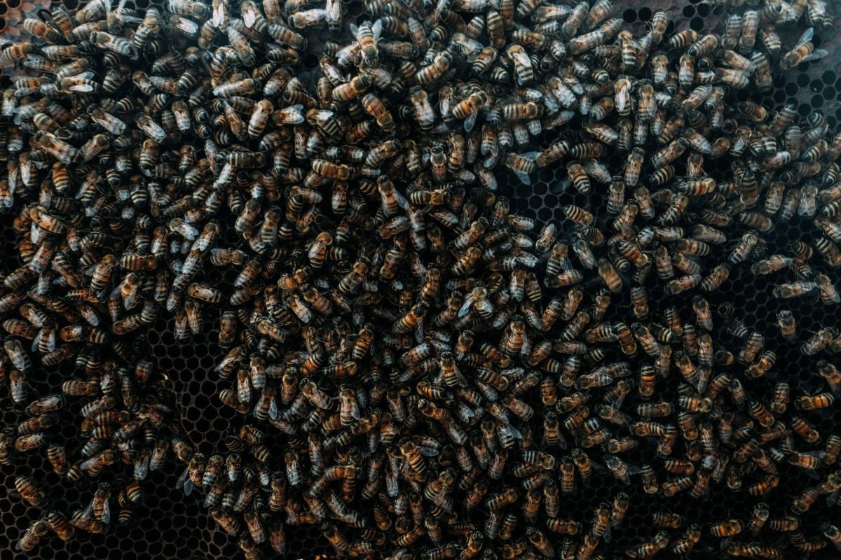 Íntimo y espectacular retrato de las abejas mexicanas (VIDEO) - Más de ...