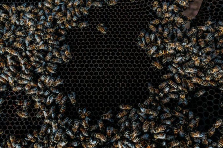 Íntimo y espectacular retrato de las abejas mexicanas (VIDEO) - Más de ...