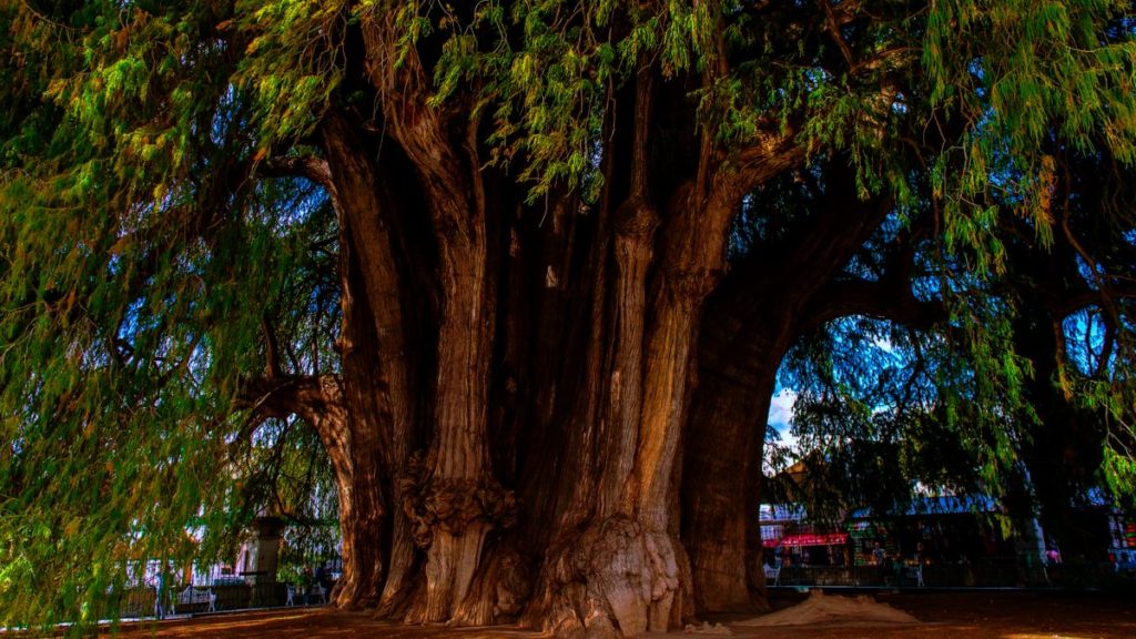 Escucha la hermosa leyenda oaxaqueña del Árbol del Tule (VIDEO) - Más ...