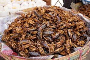 Bichópolis: el excéntrico festival para probar insectos comestibles ...
