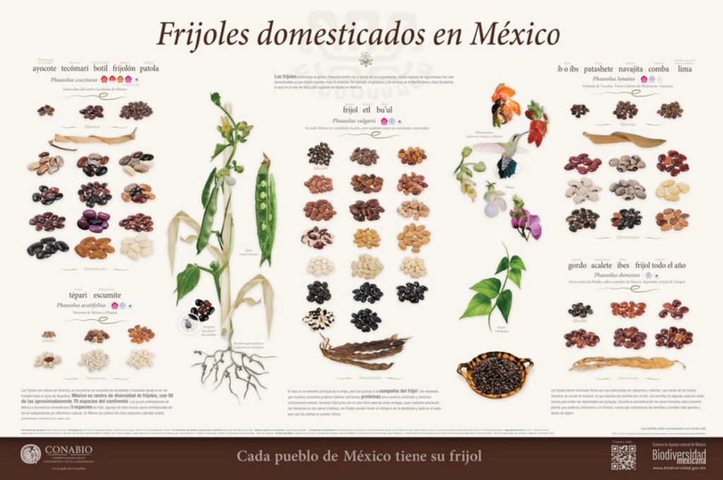 Los carteles de la CONABIO: una fascinante ventana a la naturaleza y ...