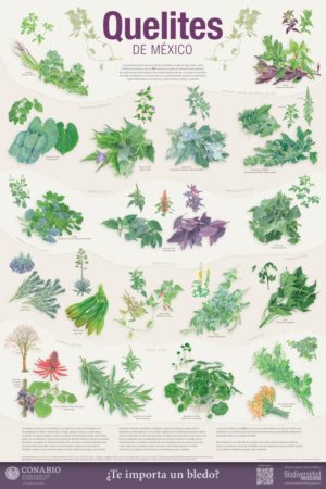 Los carteles de la CONABIO: una fascinante ventana a la naturaleza y ...