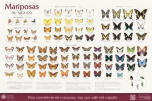 Los carteles de la CONABIO: una fascinante ventana a la naturaleza y ...