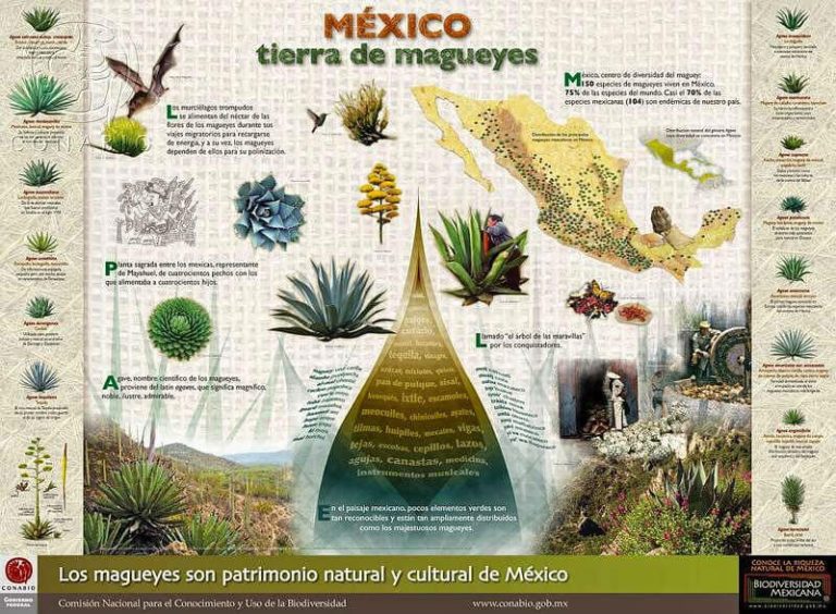 Los carteles de la CONABIO: una fascinante ventana a la naturaleza y ...