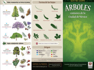 Nombrar los árboles de la Ciudad de México: una fabulosa guía de campo ...