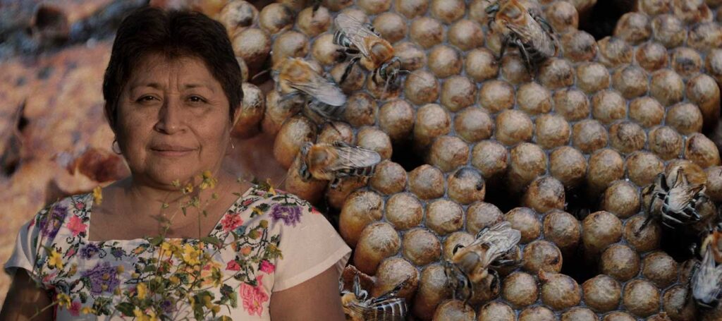 Leydy Pech, la guardiana maya de las abejas - Más de México