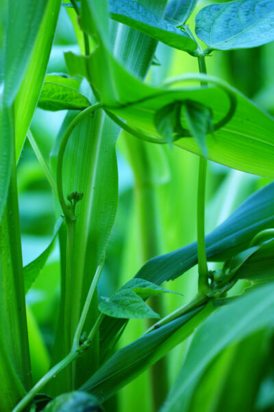 Milpa maya: cultivar la identidad y el territorio - Más de México