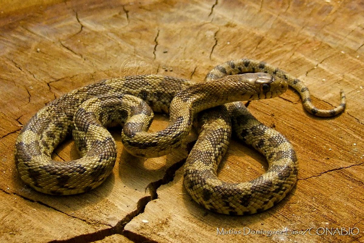 La serpiente cincuate o tilcuate: mitos y verdades - Más de México